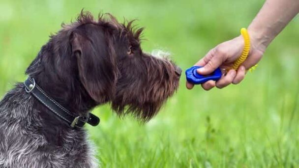 Dog Clicker Training: 8 Simple Steps for Success