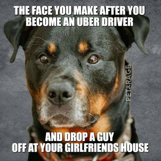 Rottweiler Uber Driver Meme - PETRAGE