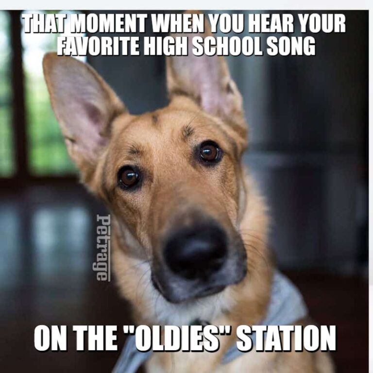 Funny - Sarcastic - Shocking Dog Memes