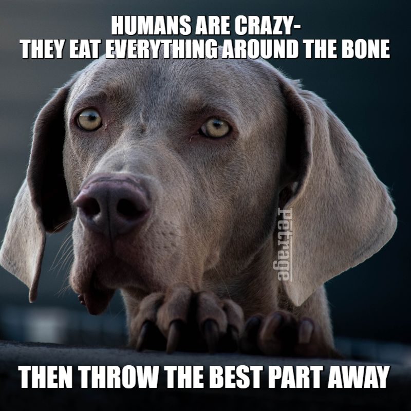 Weimaraner Bone Meme - PETRAGE