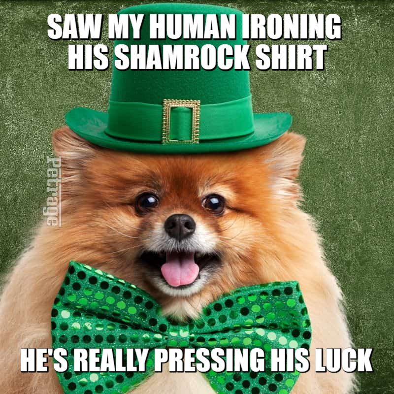 Pomeranian Shamrock Meme - PETRAGE