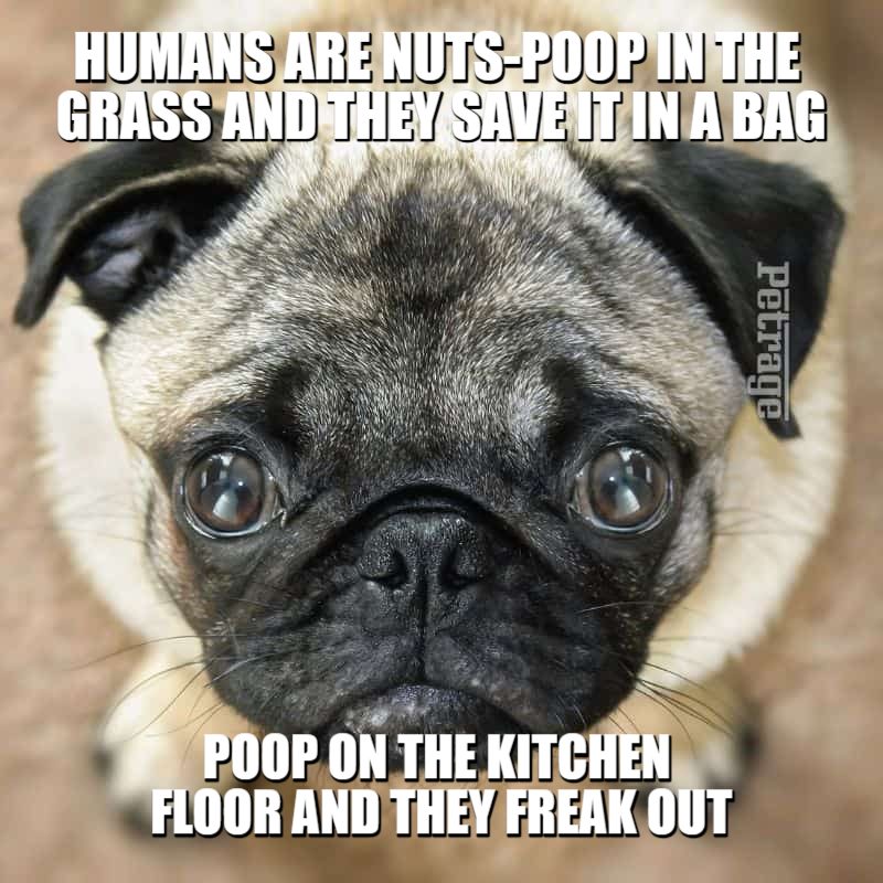 5 Funny Pug Memes from Petrage