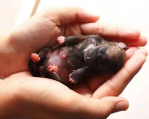 Puppy Development Stages: A Month-by-Month Guide