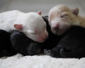 Puppy Development Stages: A Month-by-Month Guide