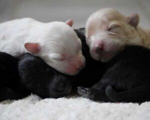 Puppy Development Stages: A Month-by-Month Guide