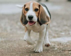 Puppy Development Stages: A Month-by-Month Guide