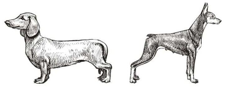 Dog Breed Standards Explained: 15 Breed Examples