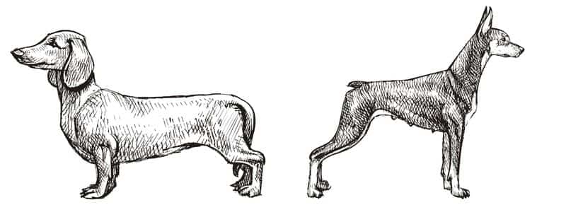 Dog Breed Standards Explained: 15 Breed Examples