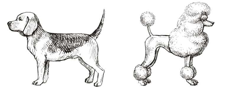 Dog Breed Standards Explained: 15 Breed Examples