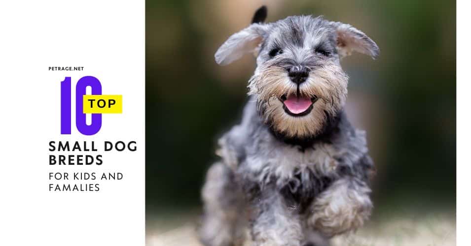 Top 10 Kid-Safe Small Dogs (Not Toy Breeds)