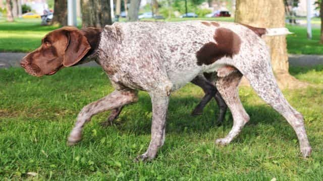 5 Best Pointing Dog Breeds in the World Today