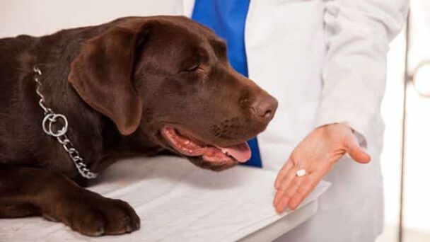 Safest OTC Anti-Inflammatories for Dogs