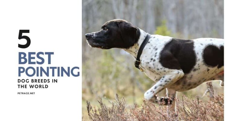 5 Best Pointing Dog Breeds in the World Today