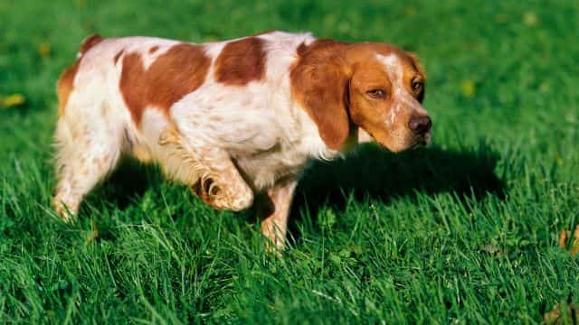 5 Best Pointing Dog Breeds in the World Today