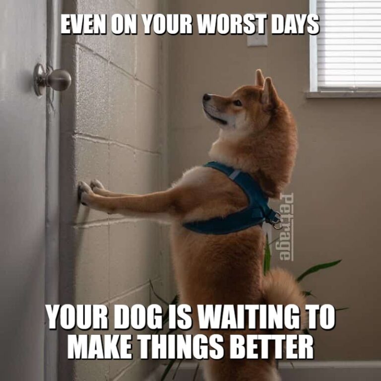 Sarcastic Boxer Dog Change Your Mind Meme - PETRAGE