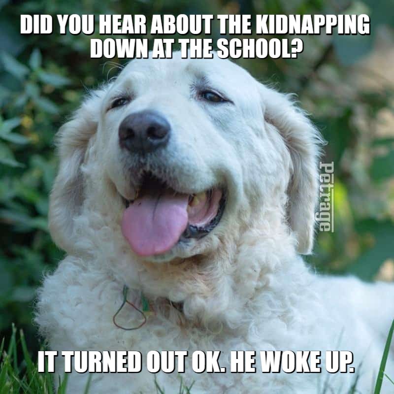 Kuvasz Kidnapping Meme - PETRAGE