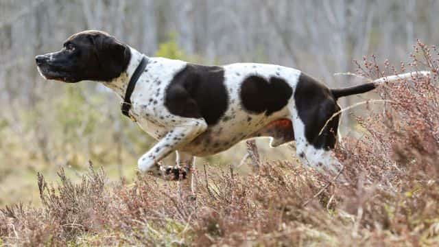 5 Best Pointing Dog Breeds in the World Today