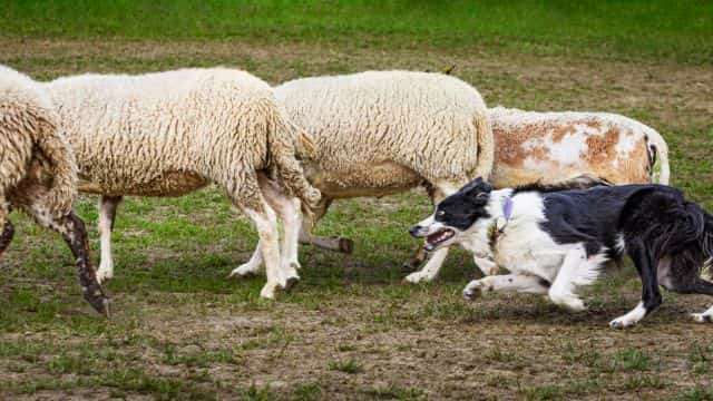 6 Best Herding Dog Breeds in the World Today