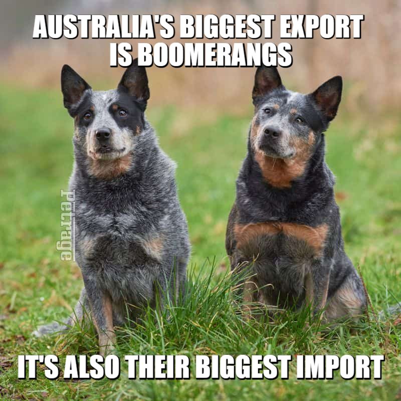 Buddy the Bulldog Stressed Meme - PETRAGE