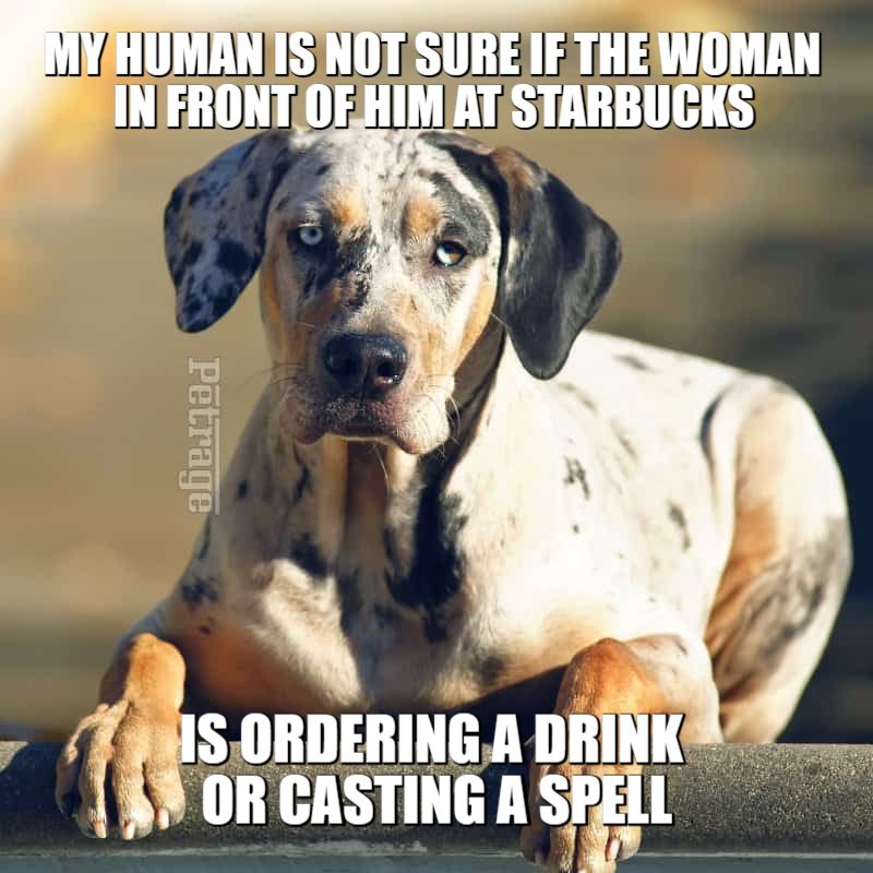 Catahoula Leopard Dog Starbucks Meme - PETRAGE
