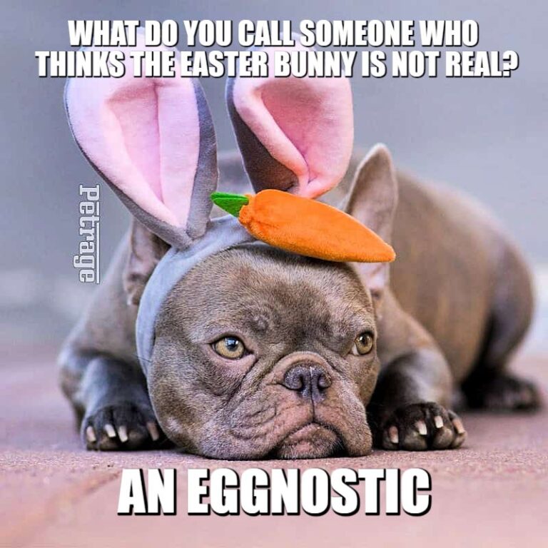 Sarcastic Boxer Dog Cooking Meme??? - PETRAGE