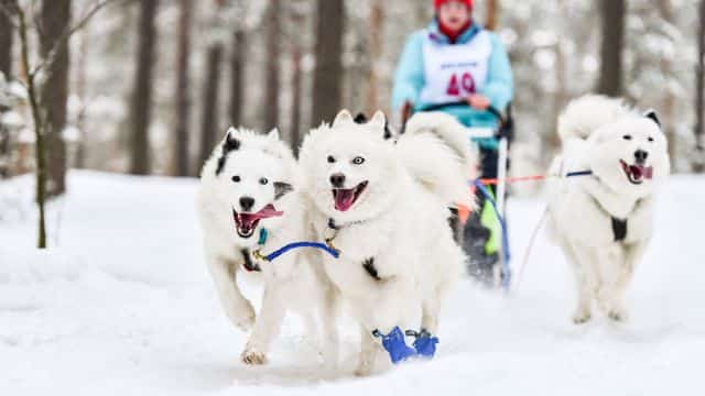 Top 5 Sled Dog Breeds: The Ultimate Snow Athletes