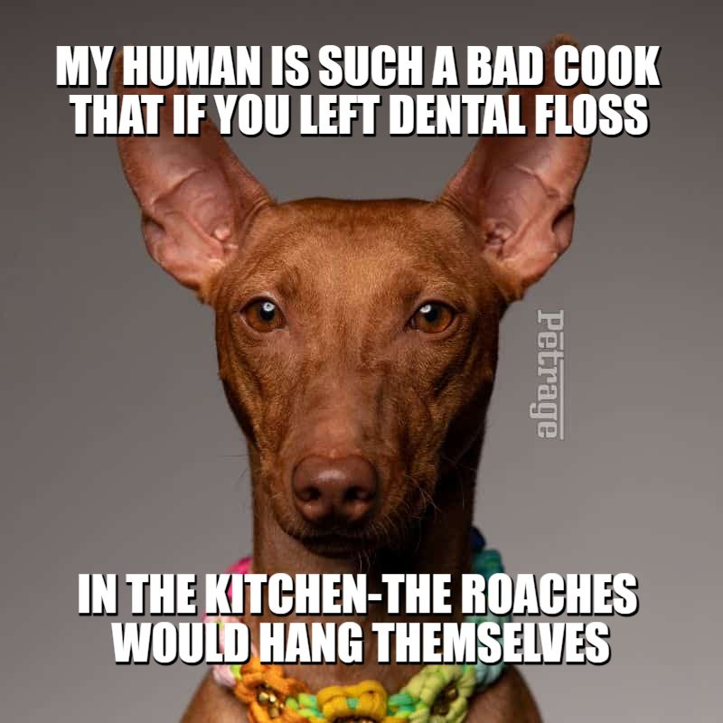 Funny - Sarcastic - Shocking Memes - PETRAGE