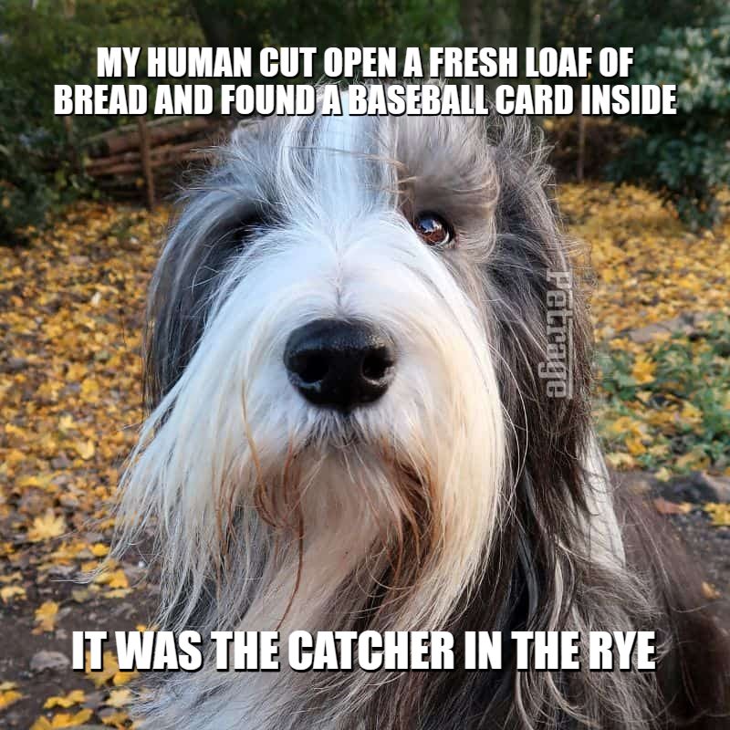 Bearded Collie Bread Meme - PETRAGE