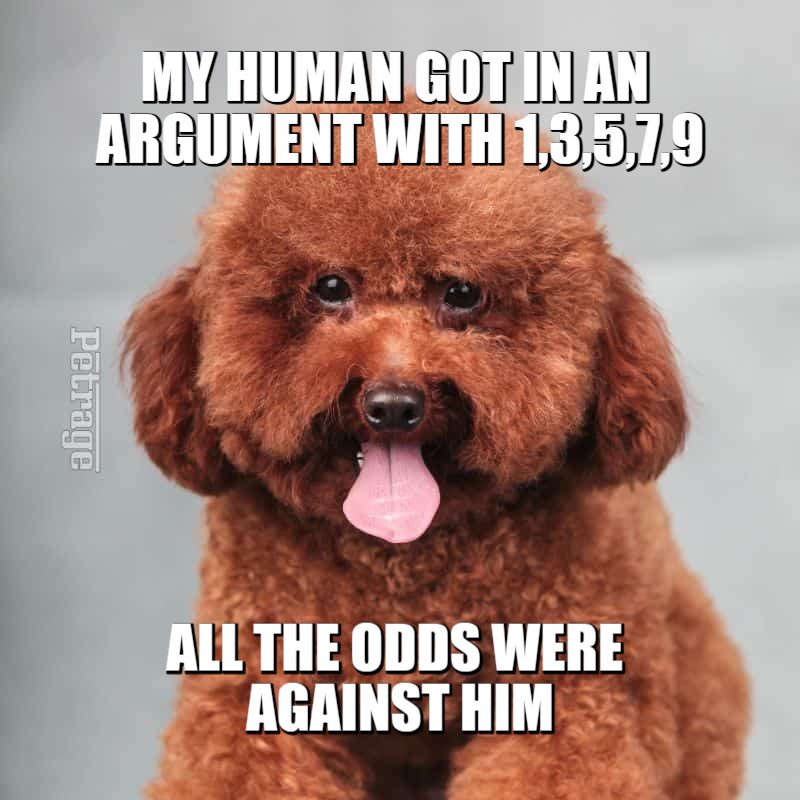 Poodle Odds Meme - PETRAGE