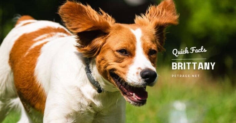 13 Interesting Facts About the Brittany