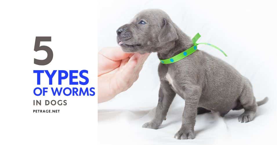 Dog Worms: Types, Symptoms & Prevention Guide