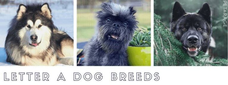 Dog Breeds that Start with A