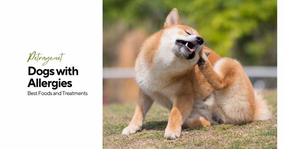 Dogs with Allergies: the Best Foods and Treatments