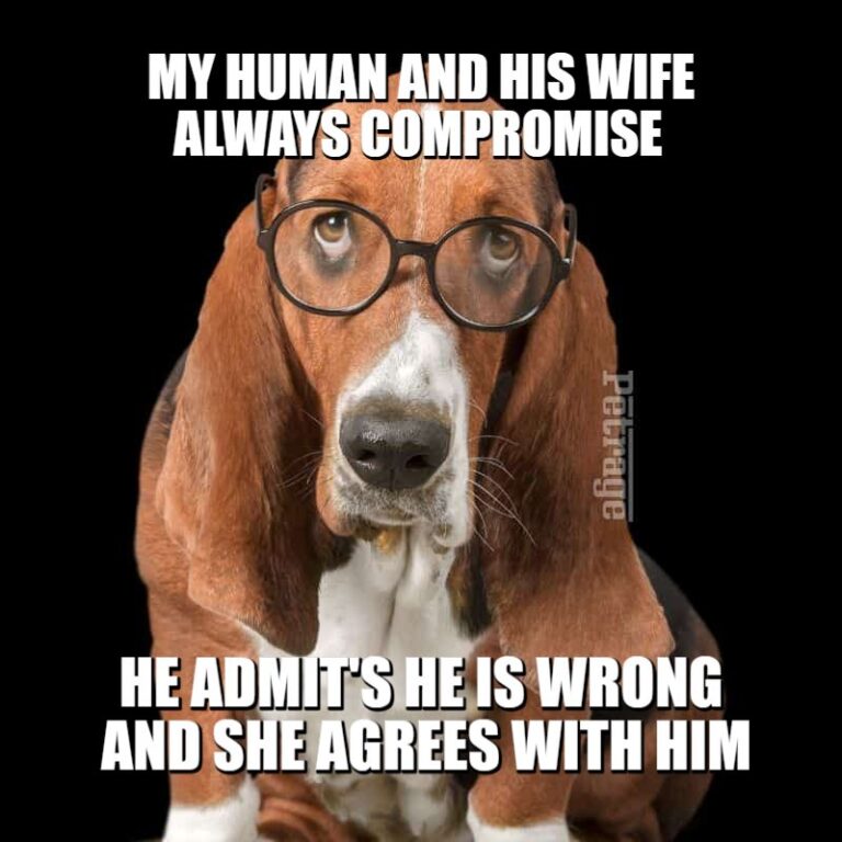 Who Loves You More Boxer Dog Meme - Petrage
