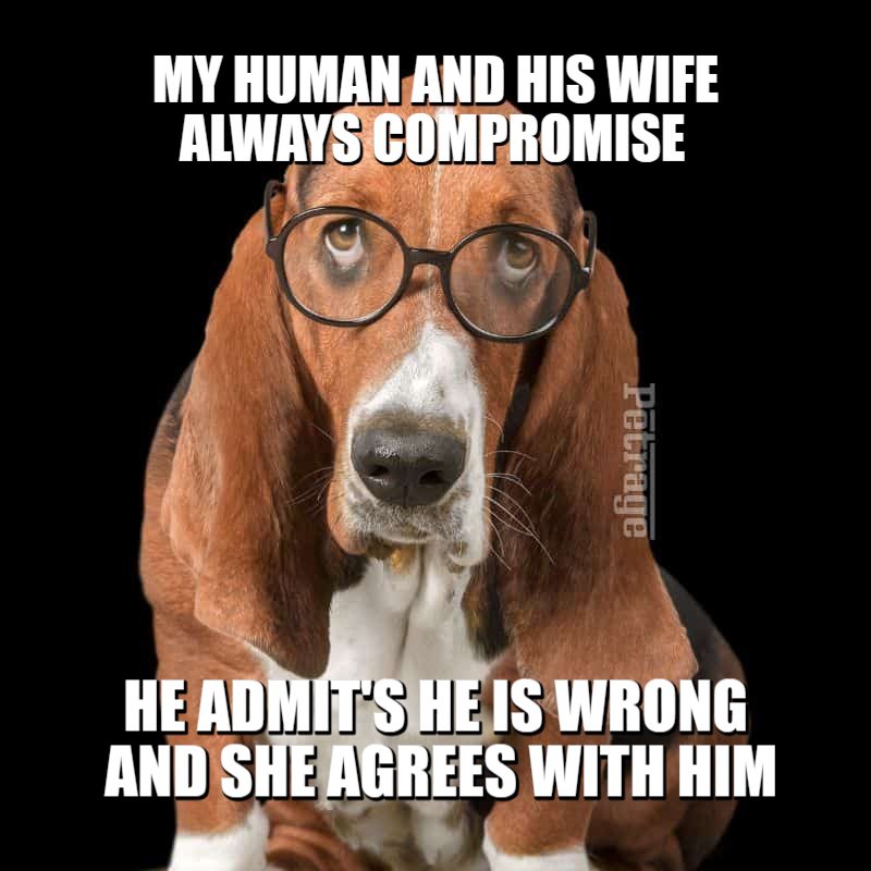 Basset Hound Compromise Meme - PETRAGE