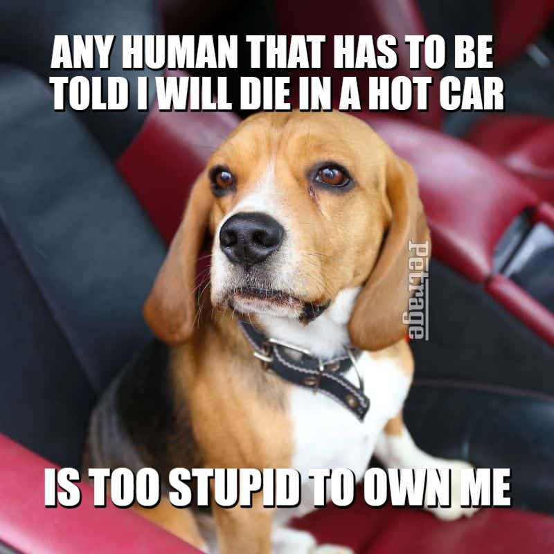 Beagle Hot Car Meme - PETRAGE