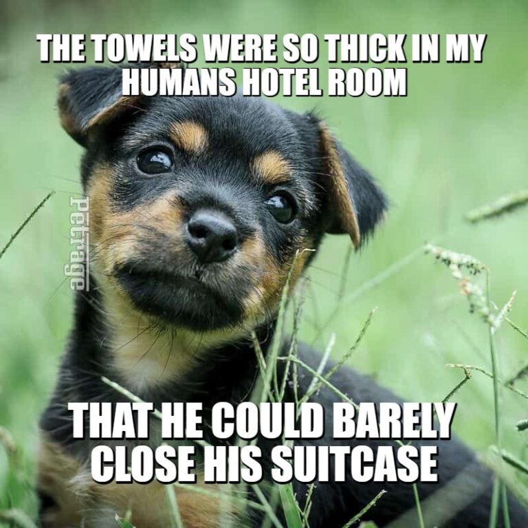 Funny - Sarcastic - Shocking Dog Memes