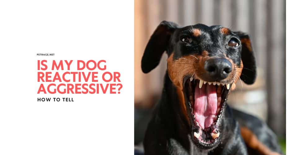 Is My Dog Reactive or Aggressive? How to Tell