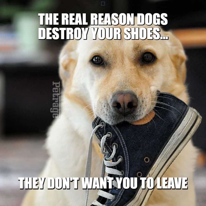 Labrador Retriever Shoes Meme - PETRAGE