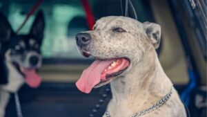 Why Do Dogs Hyperventilate? - PETRAGE