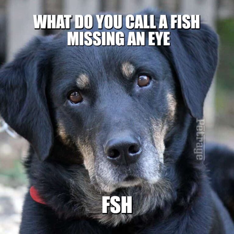 Sparks with another Shocking, Sarcastic Meme