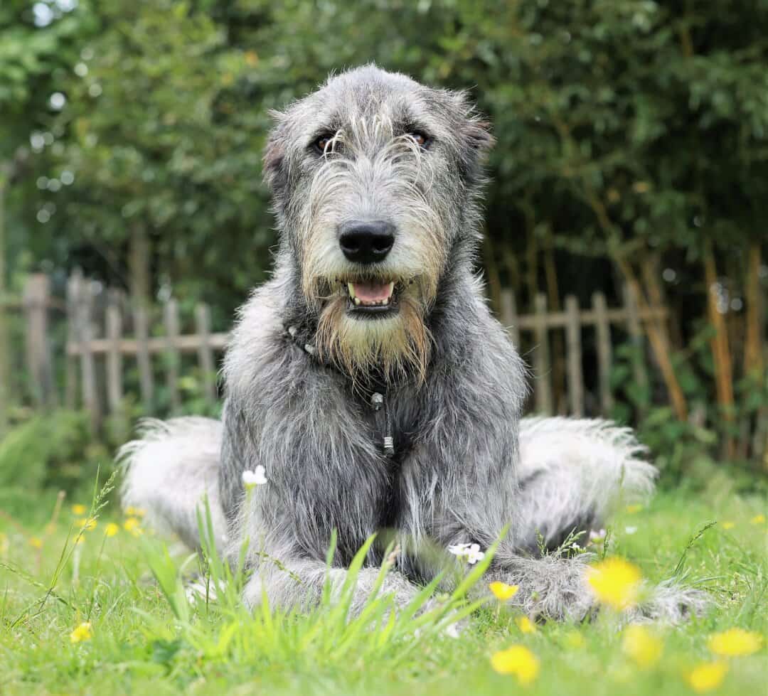 8 Awesome Dog Breeds From Ireland