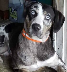 13 Facts About the Catahoula Leopard Dog