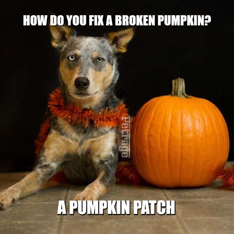 Funny - Sarcastic - Shocking Dog Memes