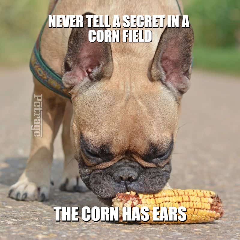 Frenchie Corn Field Meme - PETRAGE