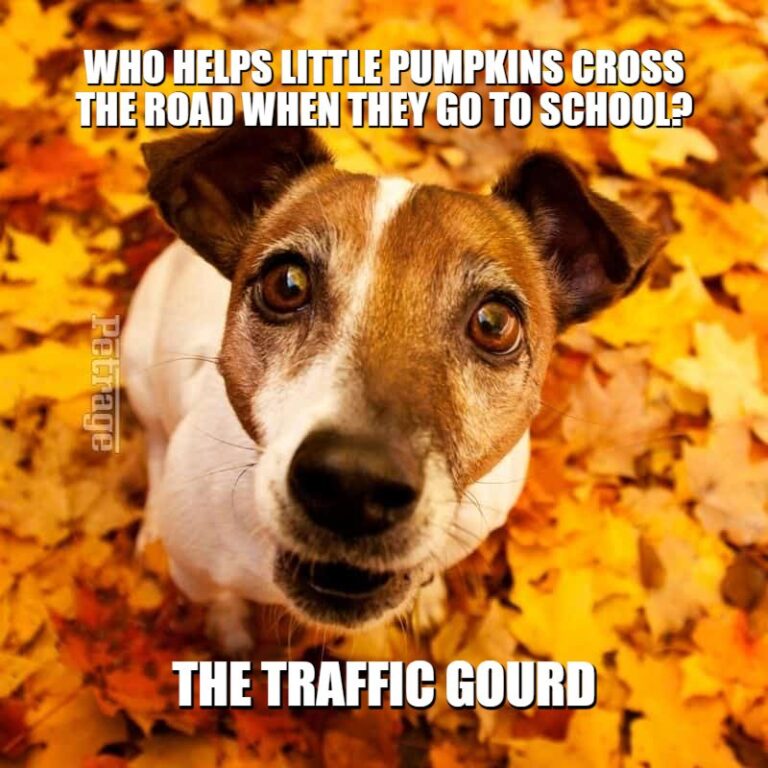 Funny - Sarcastic - Shocking Dog Memes