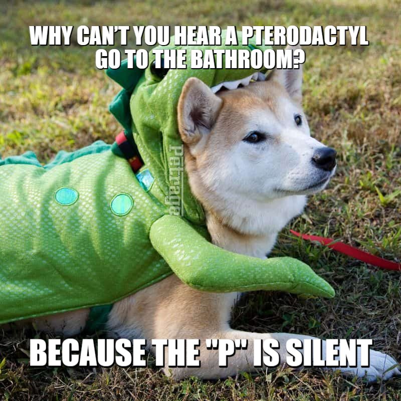 Shiba Inu Pterodactyl Meme - PETRAGE