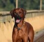 13 Interesting Facts about Rhodesian Ridgebacks