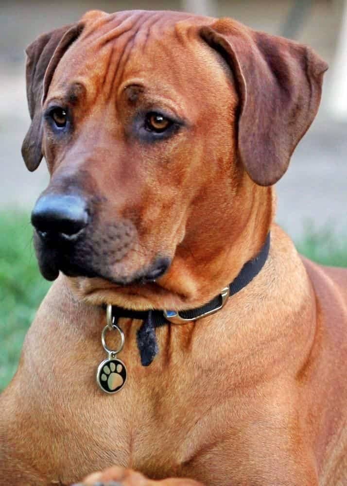 Rhodesian Ridgeback User Gallery - PETRAGE