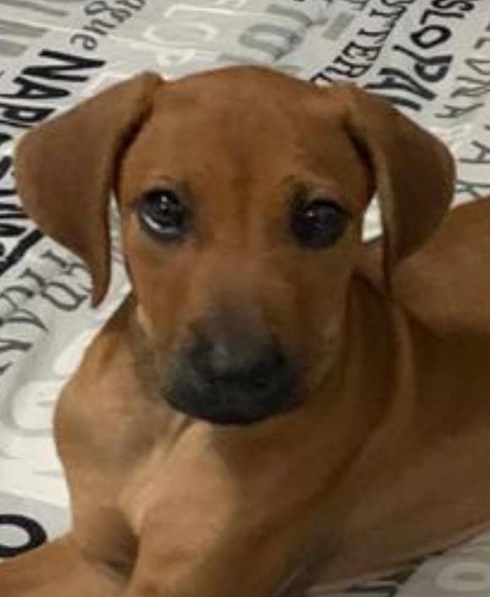 Rhodesian Ridgeback User Gallery - PETRAGE